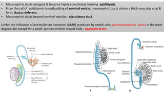 Development of urogenital system II | PPTX