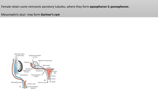 Development of urogenital system II | PPTX