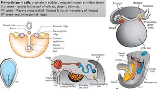 Development of urogenital system II | PPTX