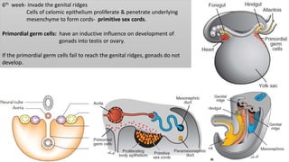 Development of urogenital system II | PPTX