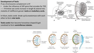 Development of urogenital system II | PPTX