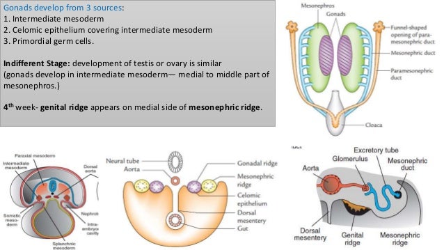 Development Of Urogenital System Ii