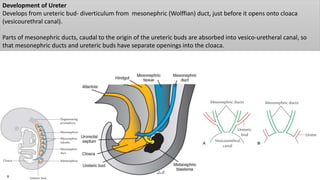 Development of urogenital system I | PPTX