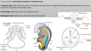 Development of urogenital system I | PPTX