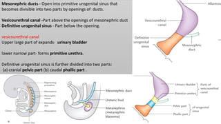 Development of urogenital system I | PPTX