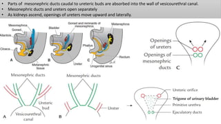 Development of urogenital system I | PPTX