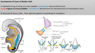 Development of urogenital system I | PPTX