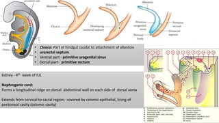 Development of urogenital system I | PPTX