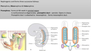 Development of urogenital system I | PPTX
