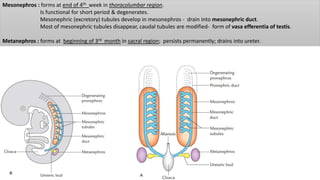 Development of urogenital system I | PPTX