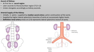 Development of urogenital system I | PPTX