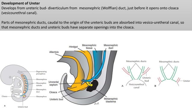 Development of urogenital system I