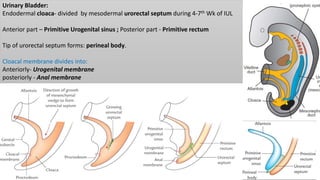 Development of urogenital system I | PPT