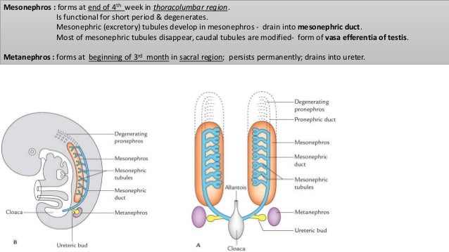 Development of urogenital system I