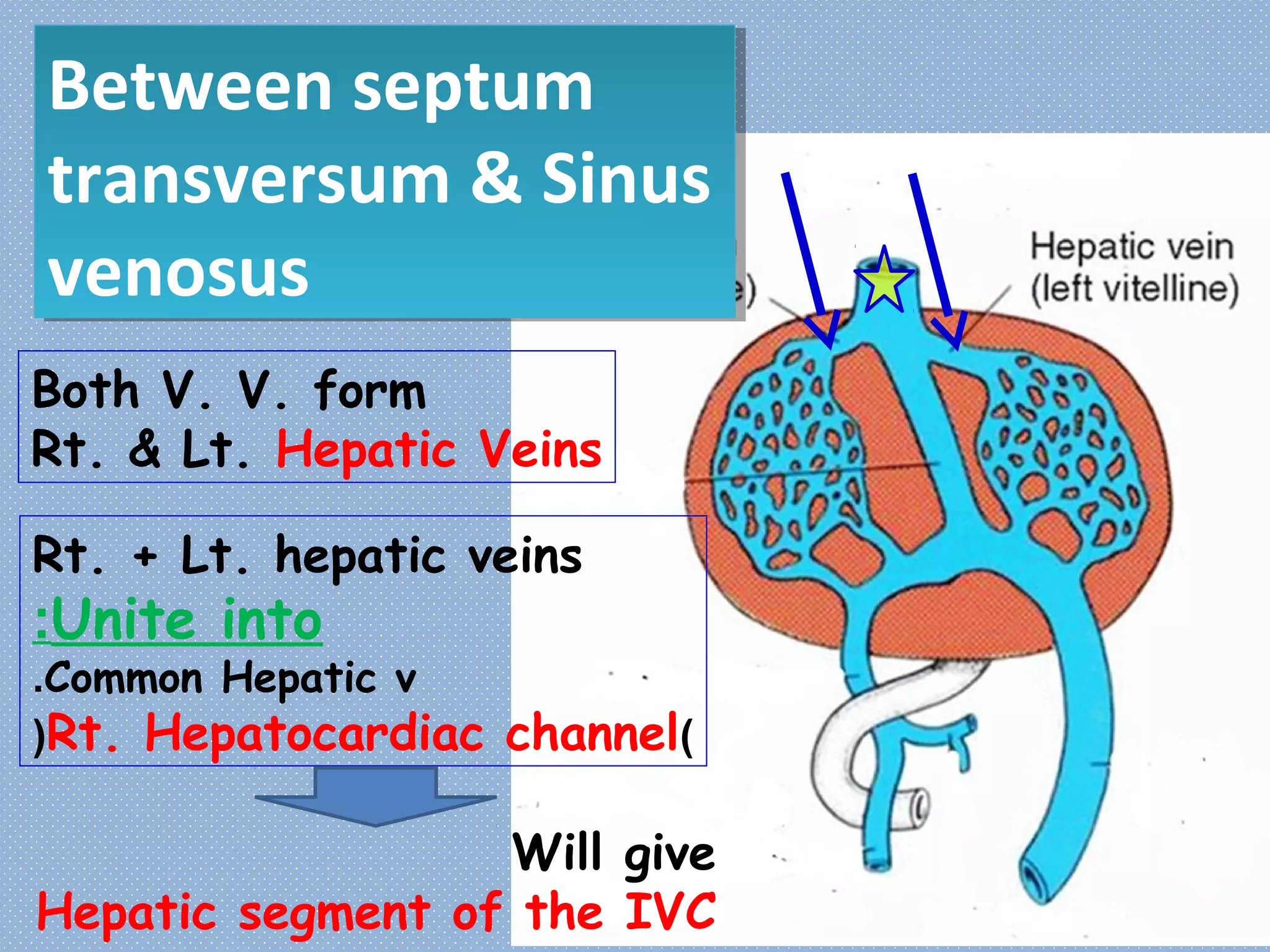 Development of veins nagwa | PPT | Pregnancy | Reproductive Health