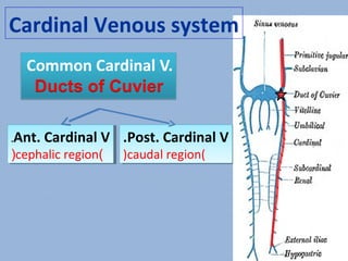 Development of veins nagwa | PPT
