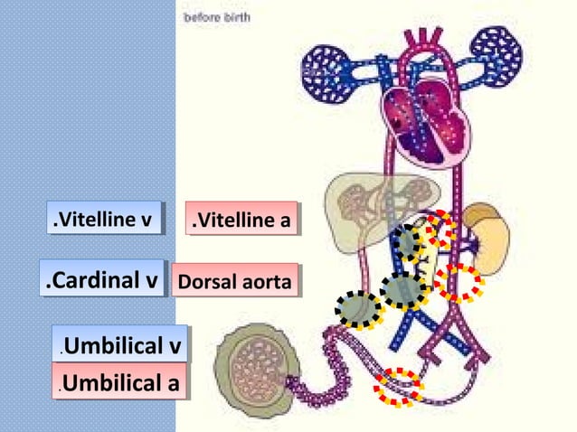 Development of veins nagwa | PPT