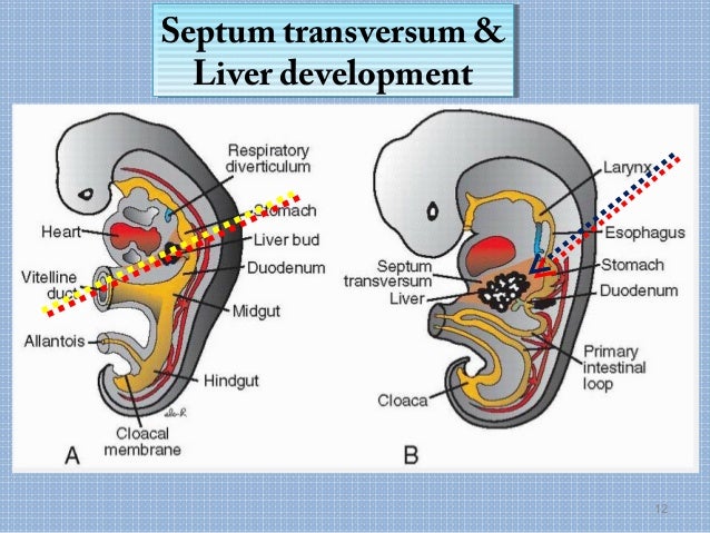 Development of veins nagwa