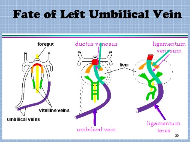 Development of veins nagwa