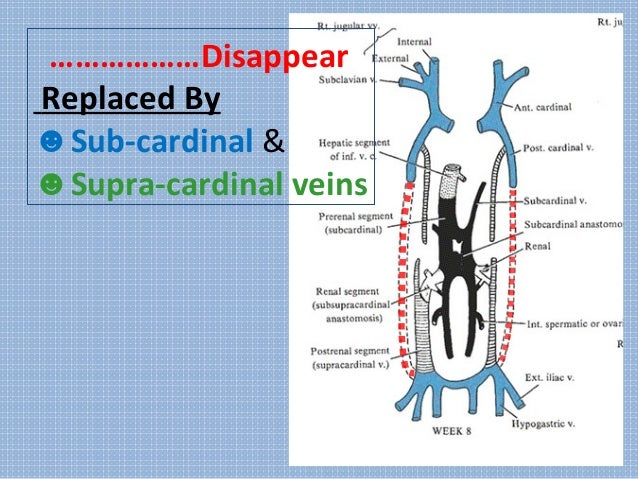 Development of veins nagwa