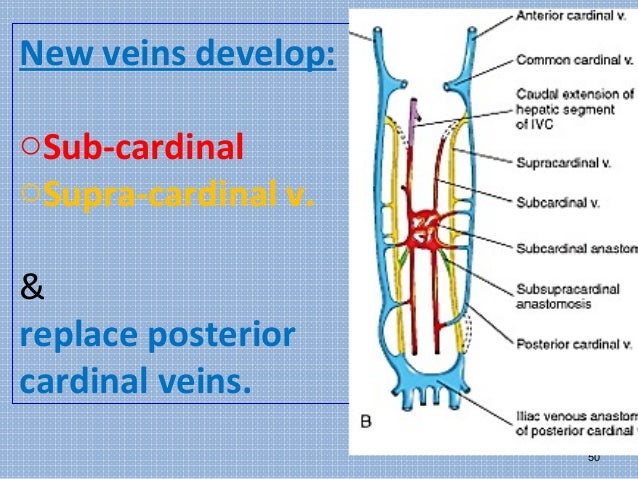 Development of veins nagwa