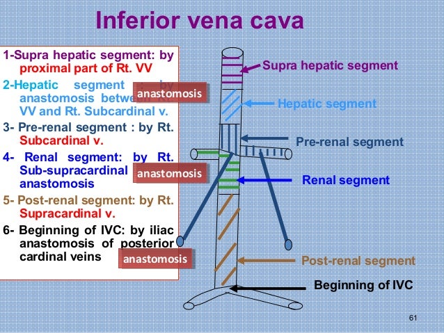 Development of veins nagwa