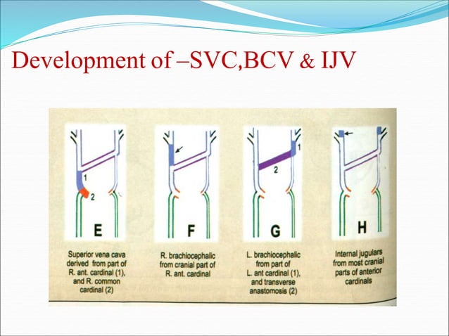 Development of venous system | PPTX