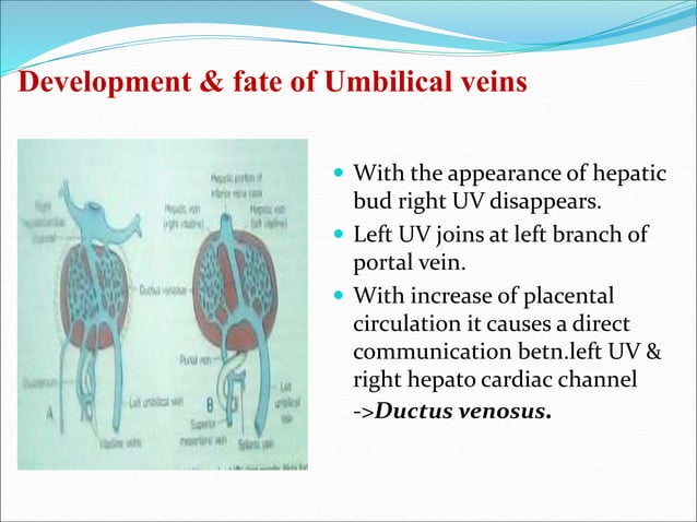 Development of venous system | PPTX