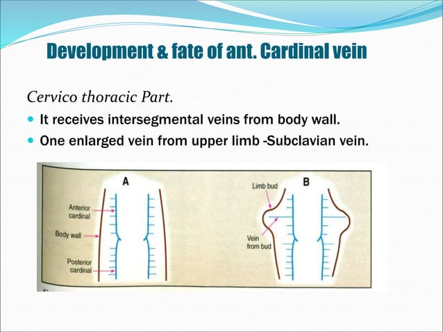 Development of venous system | PPTX