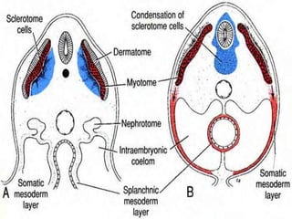 Development Of Vertebral Column | PPTX