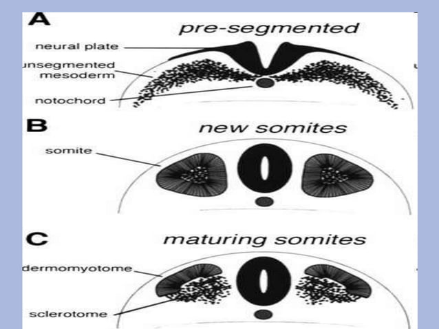 Development Of Vertebral Column