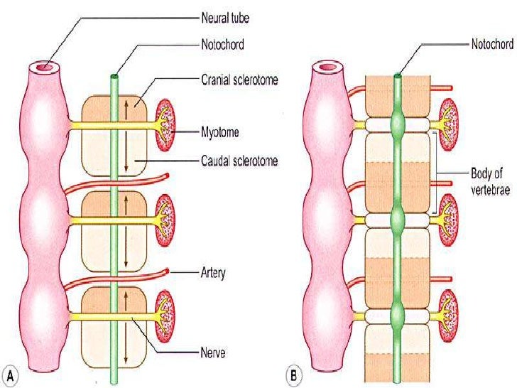 Development Of Vertebral Column