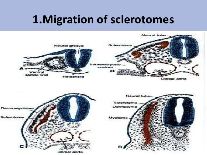 Development Of Vertebral Column
