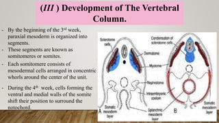 development of vertebral column.pptx
