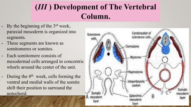 development of vertebral column.pptx