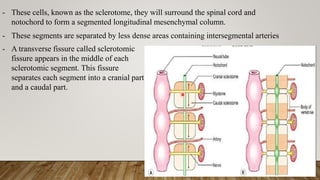 development of vertebral column.pptx