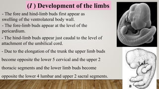 development of vertebral column.pptx