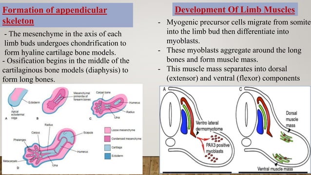development of vertebral column.pptx