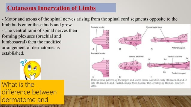 development of vertebral column.pptx