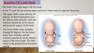 development of vertebral column.pptx
