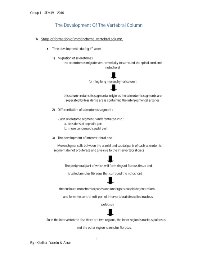 Development Of Vertebral Column Group 1 | PDF