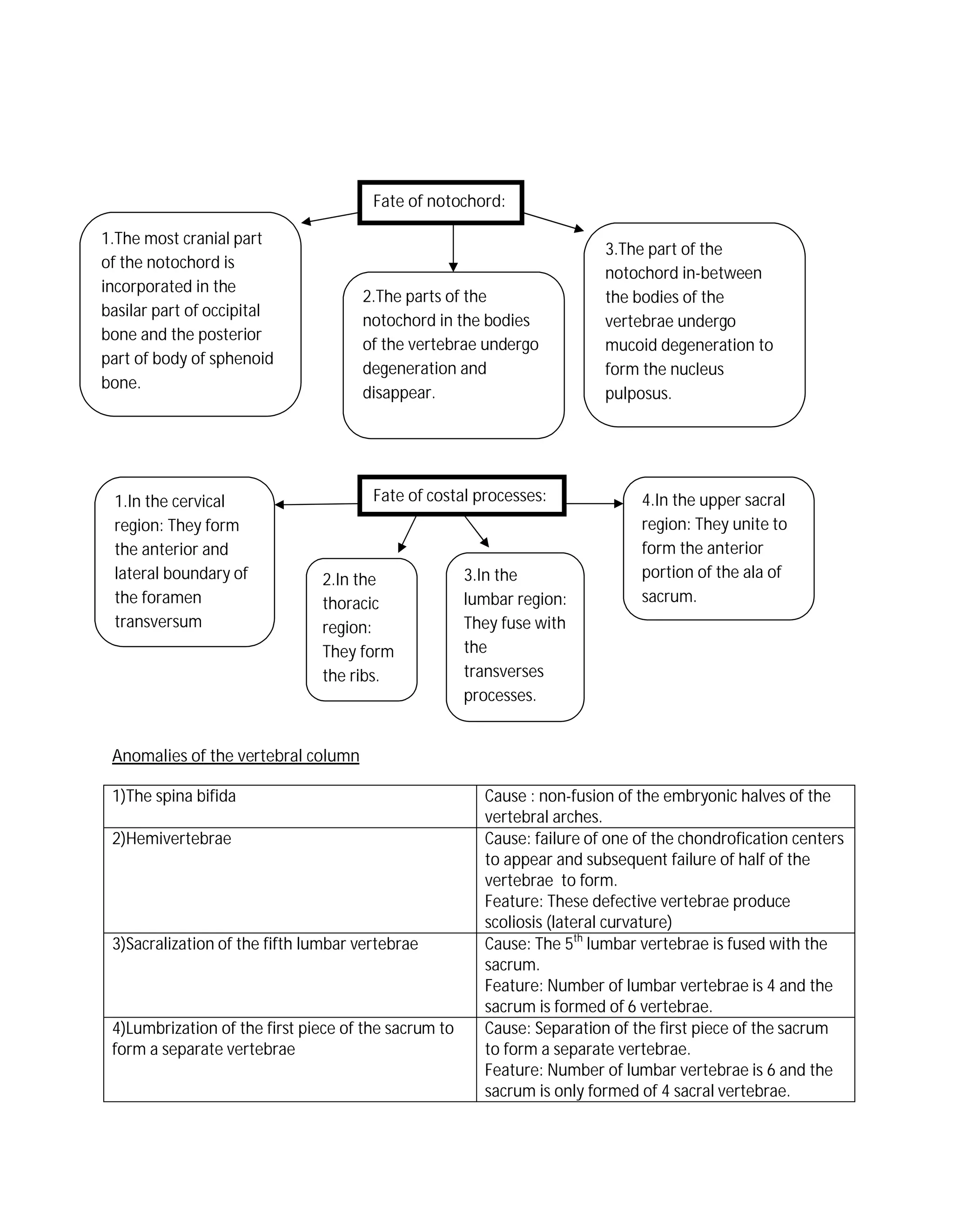 Development Of Vertebral Column Group 11 Pdf