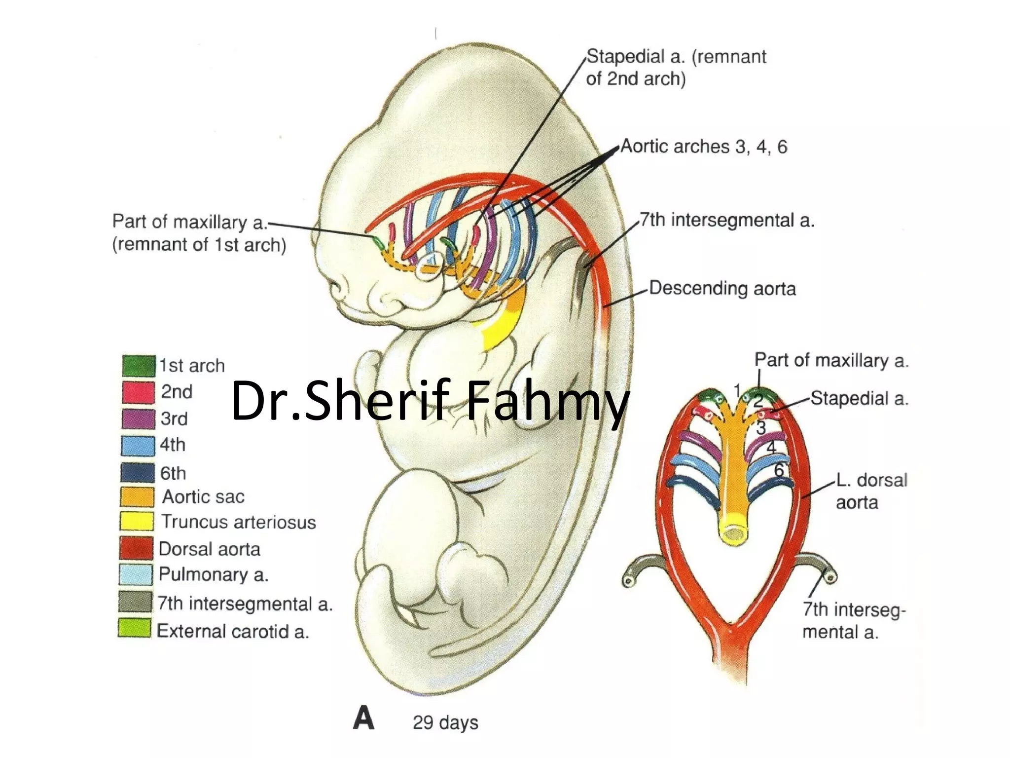 Development of Vessels (Special Embryology) | PPS