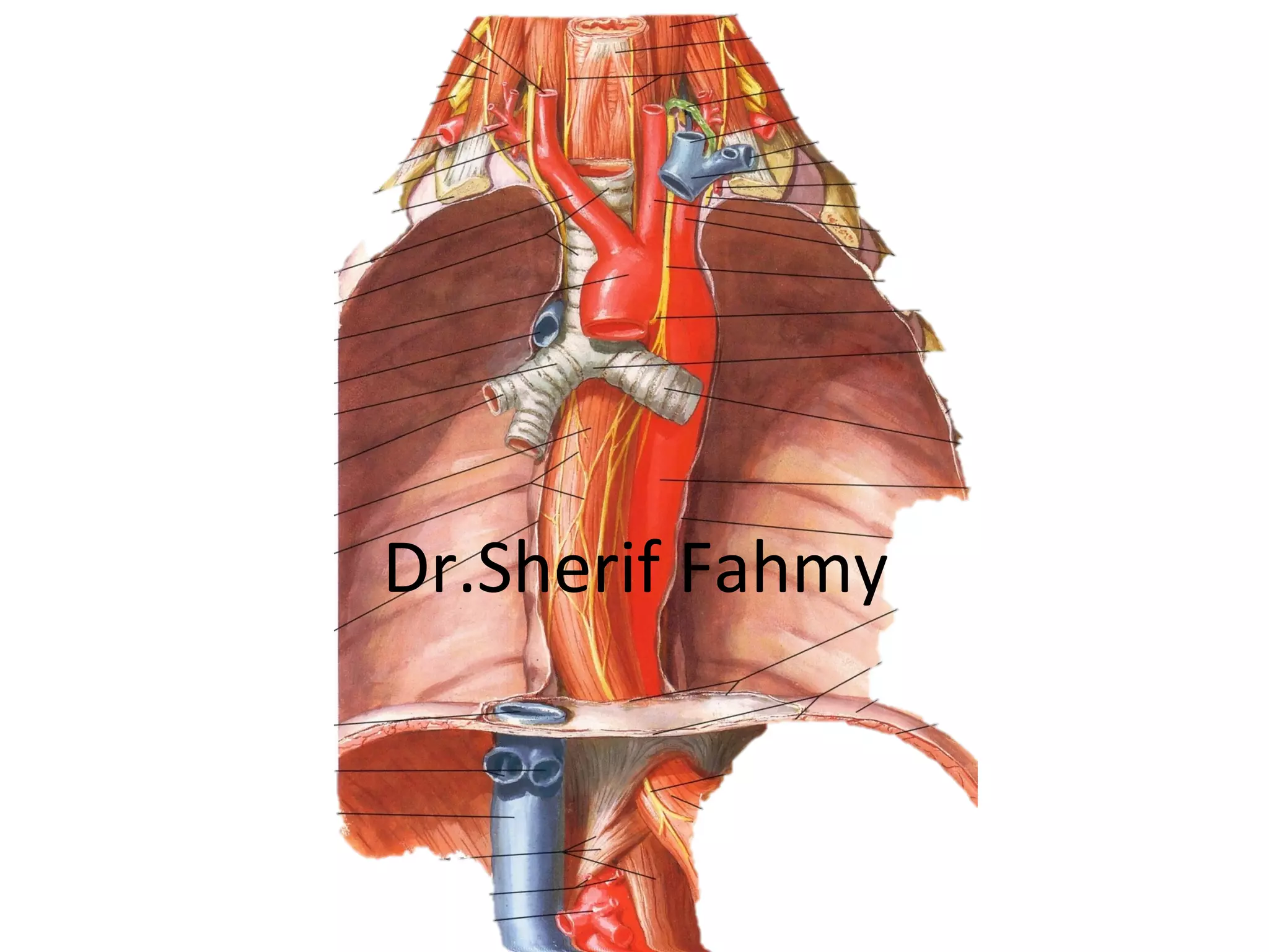 Development of Vessels (Special Embryology) | PPS