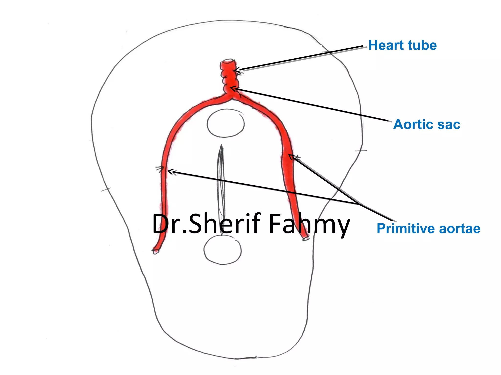 Development of Vessels (Special Embryology) | PPS