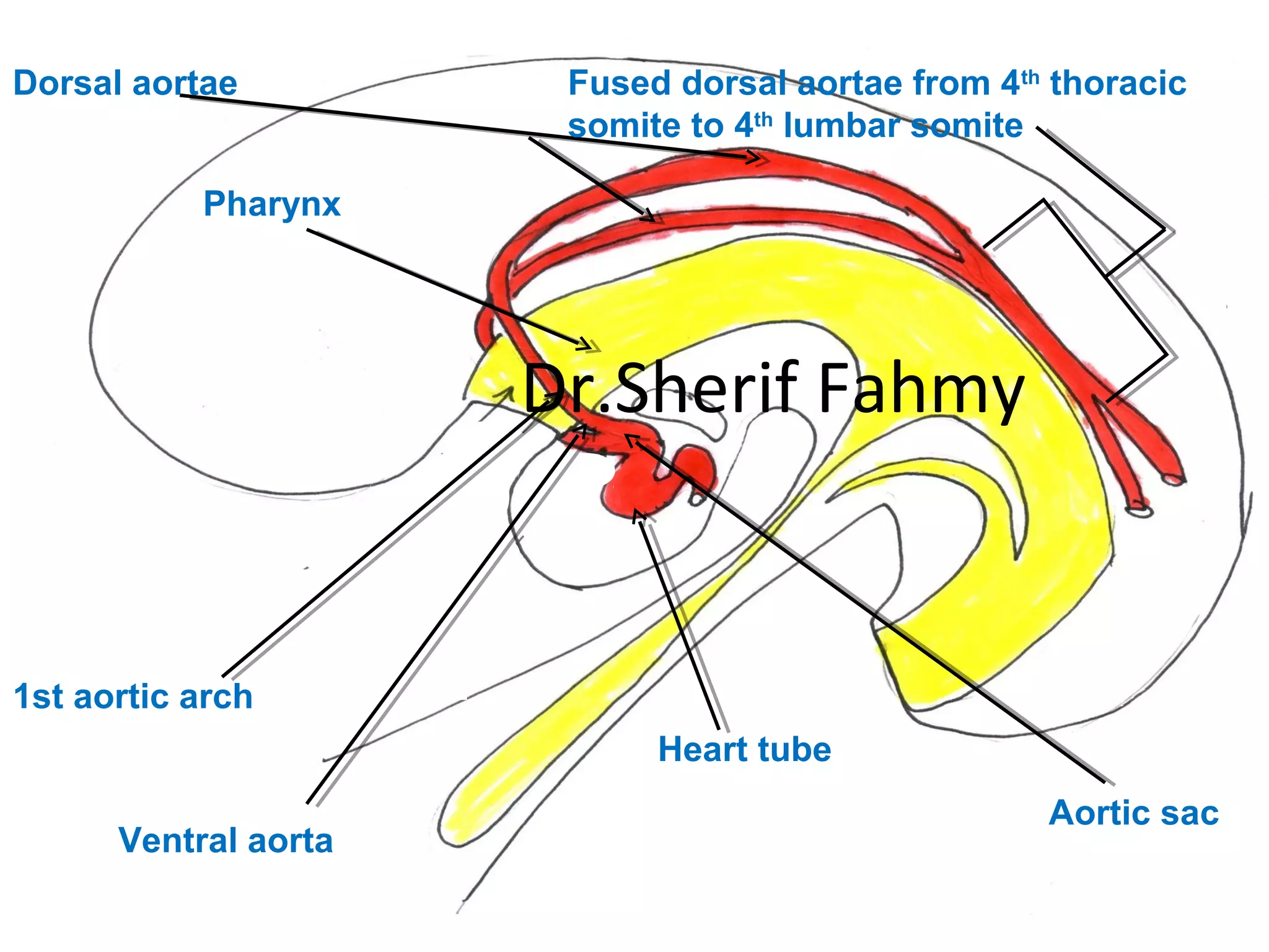 Development of Vessels (Special Embryology) | PPS