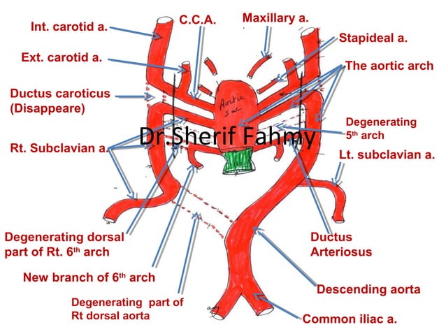 Development of Vessels (Special Embryology) | PPS