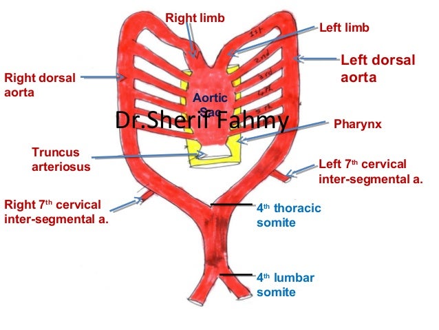 Development of Vessels (Special Embryology)