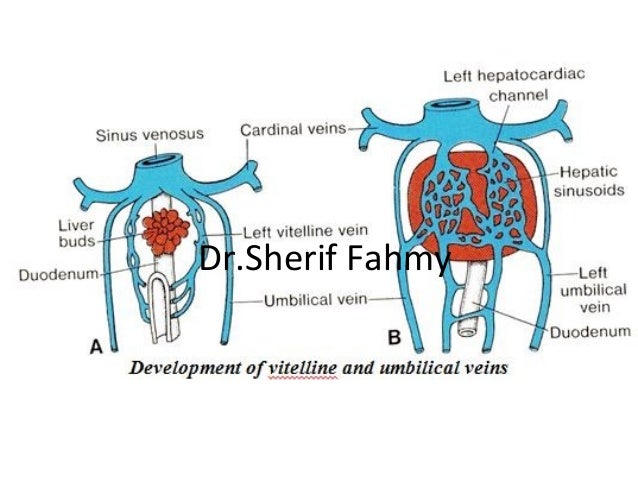 Development of Vessels (Special Embryology)