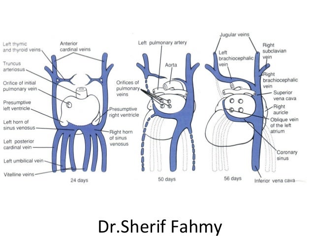 Development of Vessels (Special Embryology)